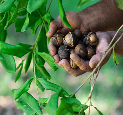 Australian Macadamia Society