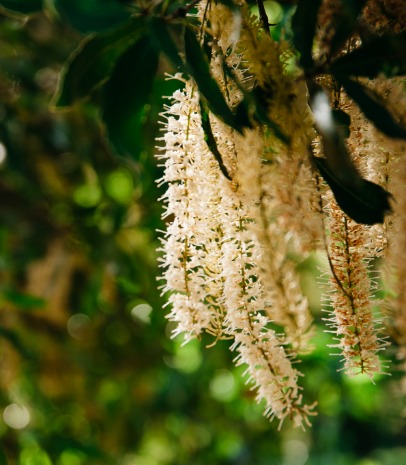 Australian Macadamia Society