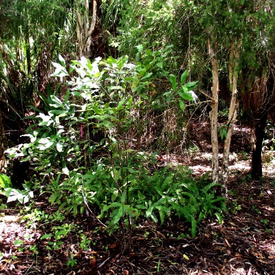 Australian Macadamia Society