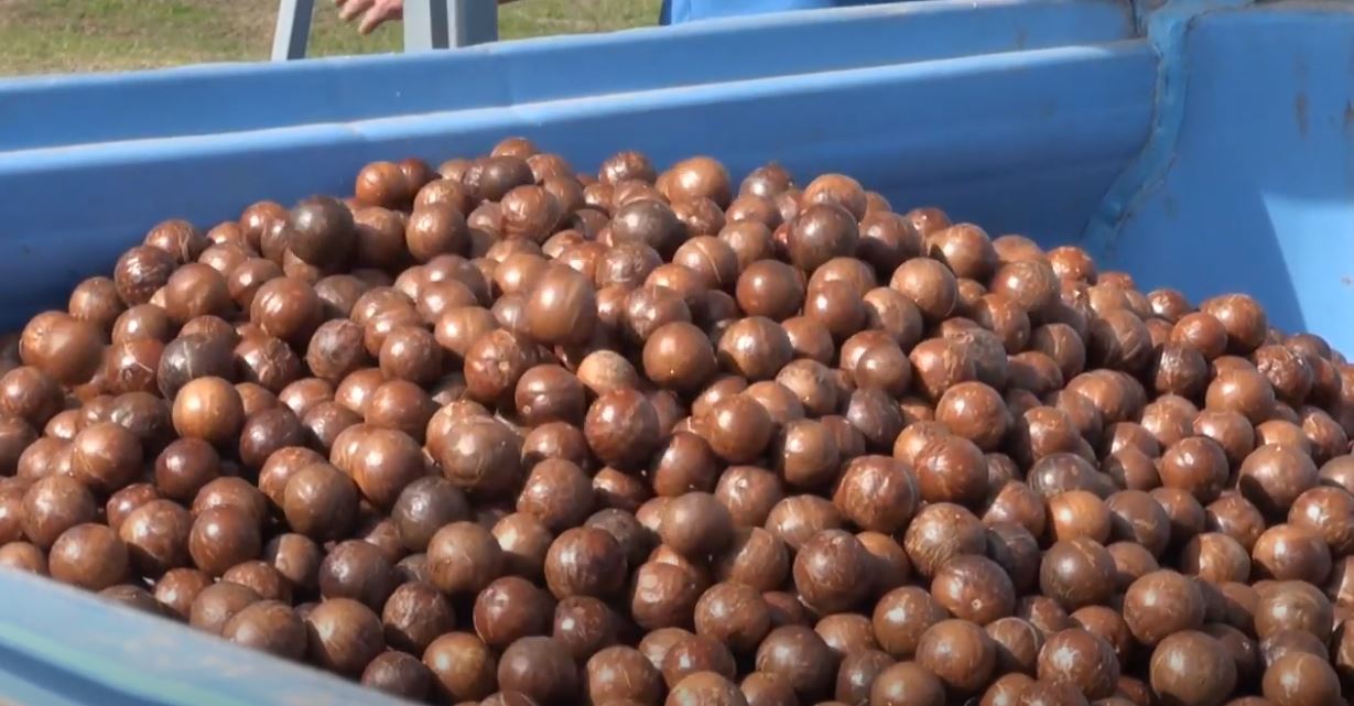 Australian Macadamia Society