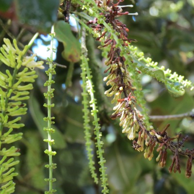 Australian Macadamia Society